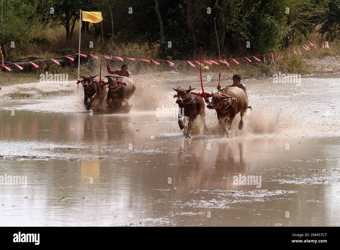 Water buffalo racing festival,has always played an important role in ...