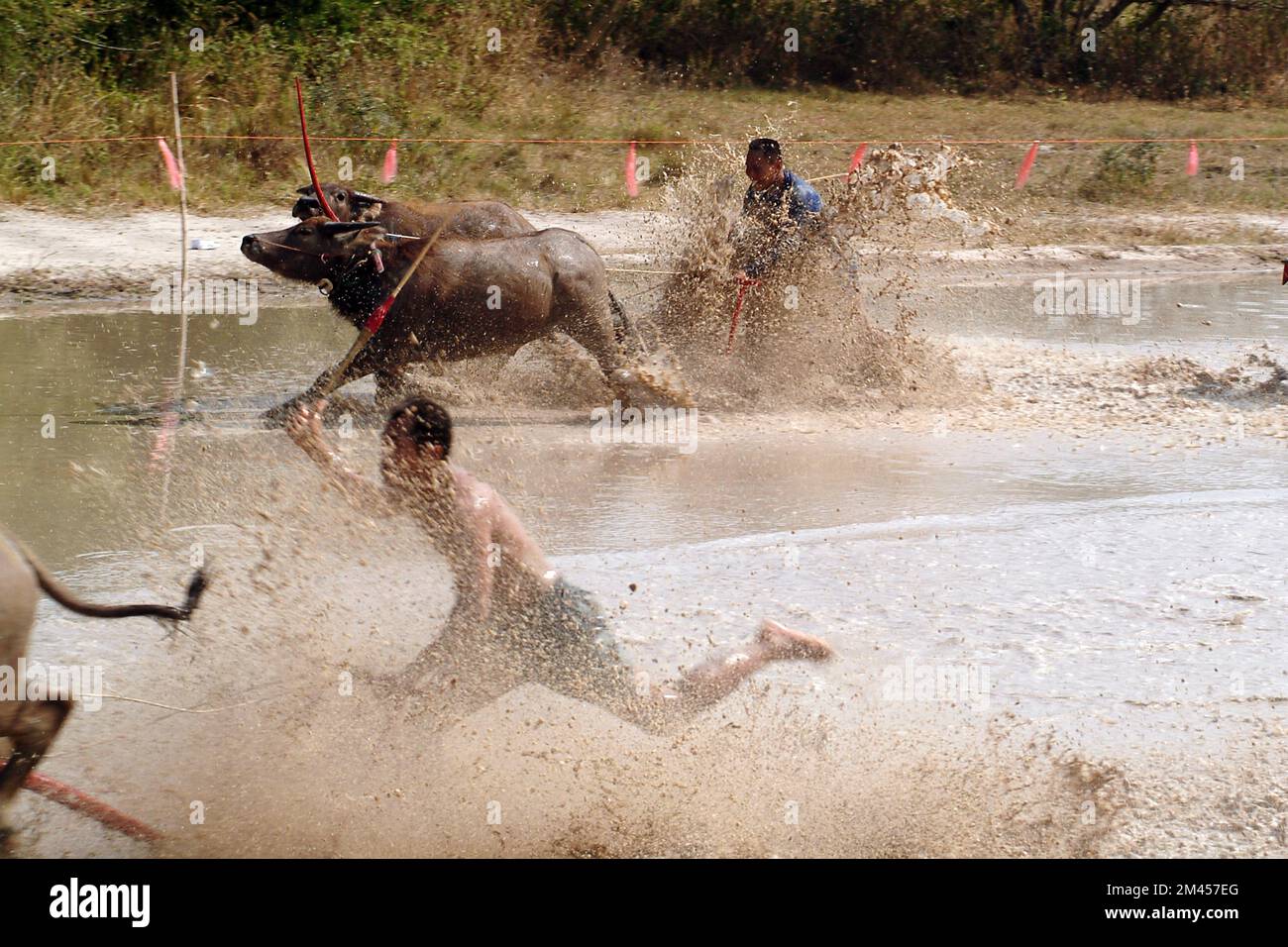 Water buffalo racing festival,has always played an important role in ...