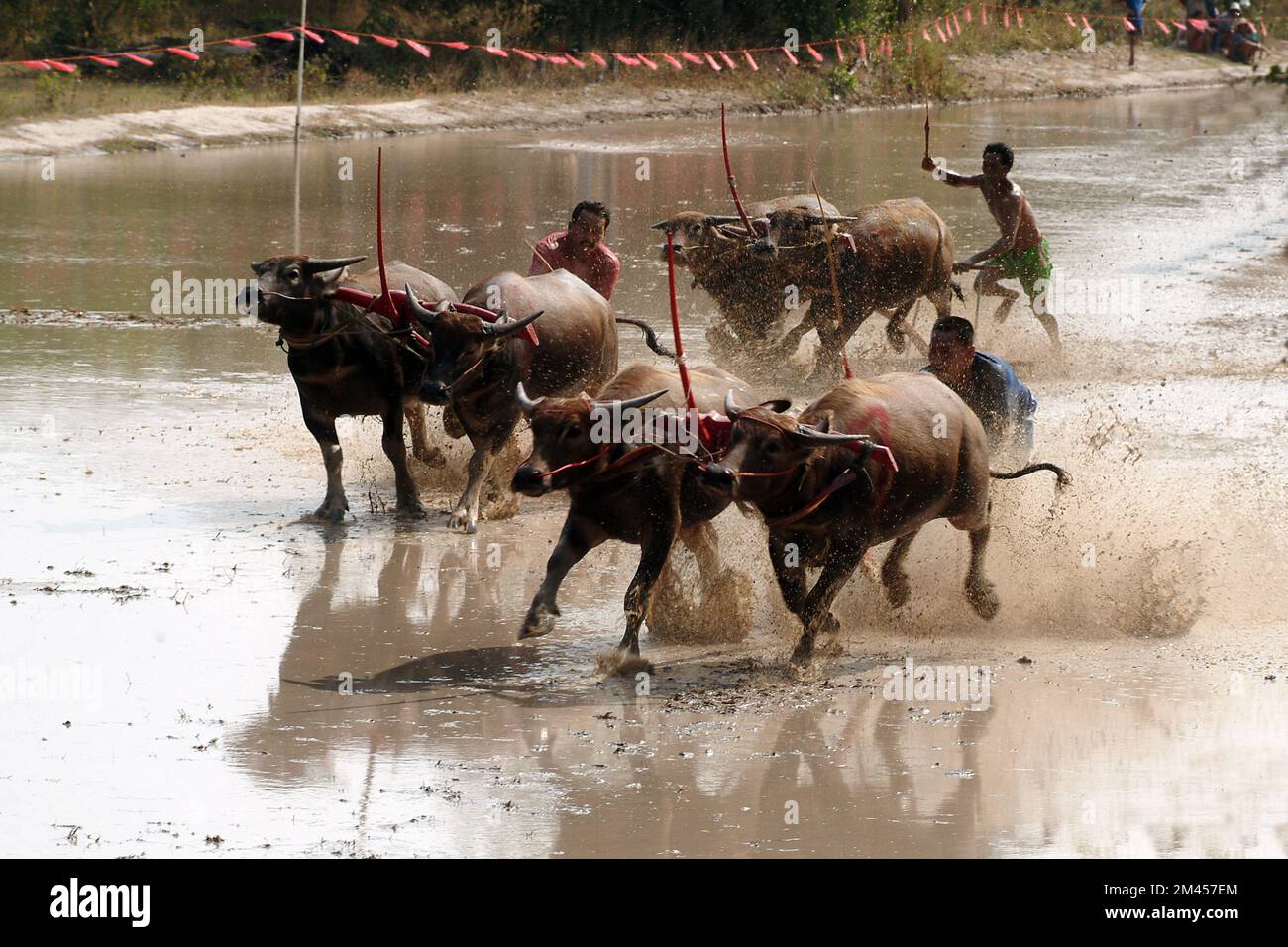 Water buffalo racing festival,has always played an important role in ...