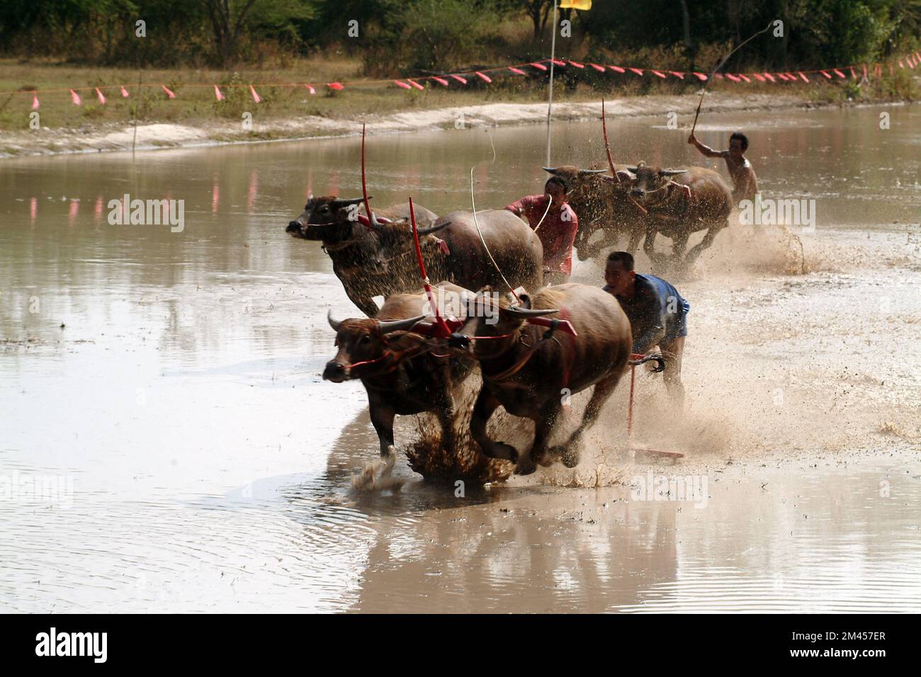 Water buffalo racing festival,has always played an important role in ...