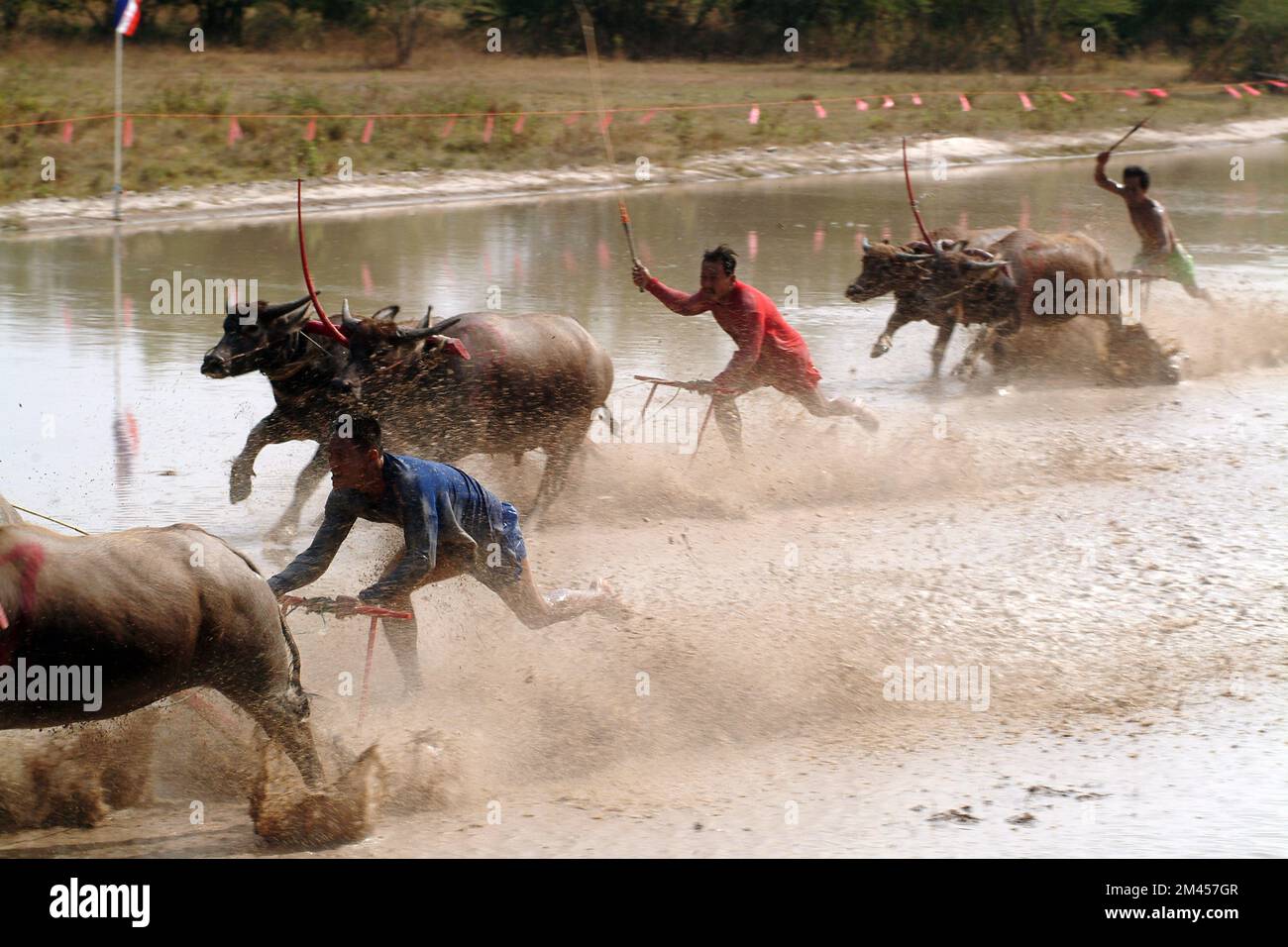 Water buffalo racing festival,has always played an important role in ...