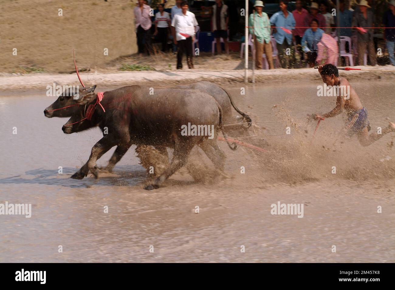 Water buffalo racing festival,has always played an important role in ...