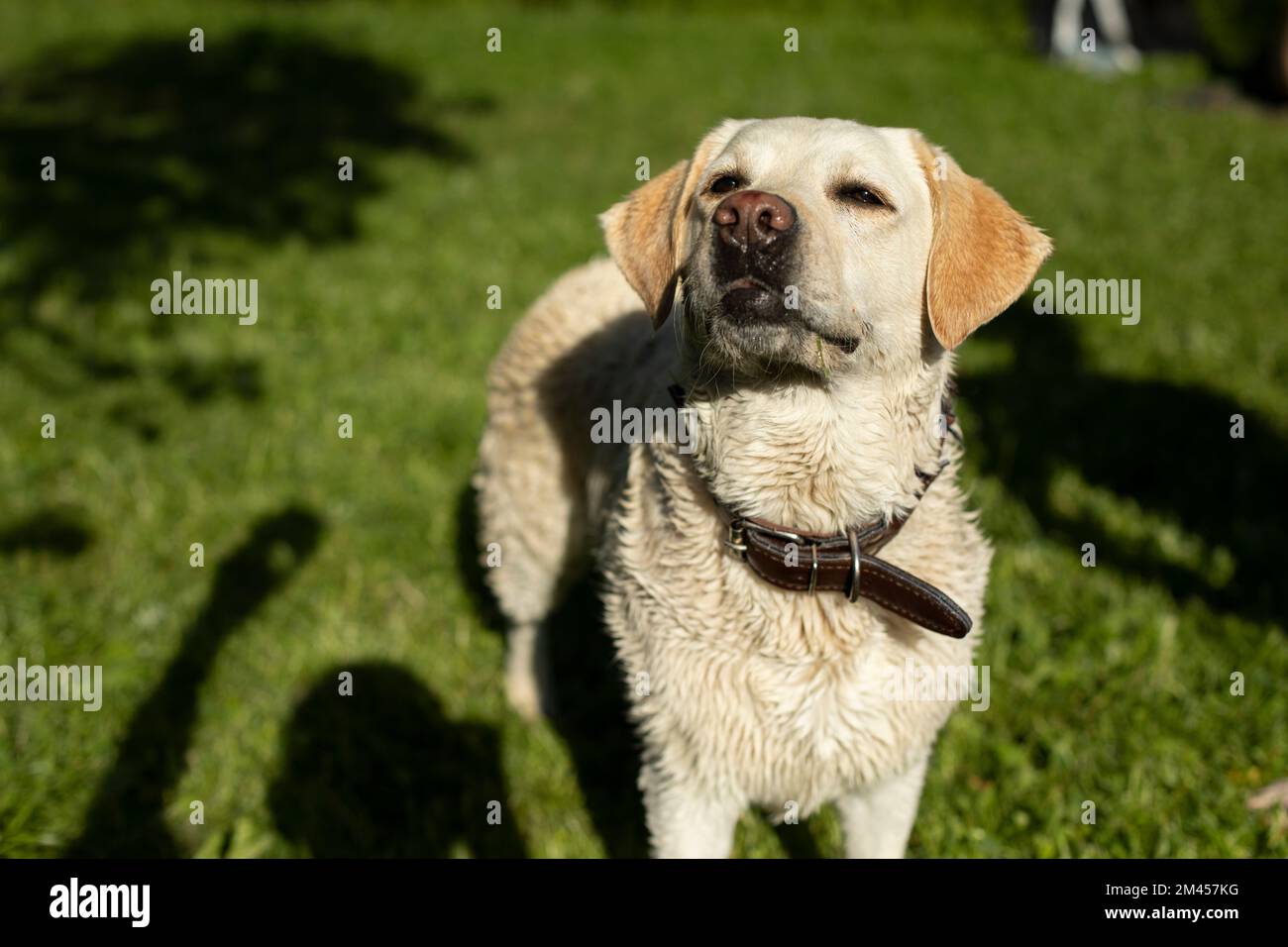 White Labrador in summer. Pet on walk. Animal on hot day. White coat ...