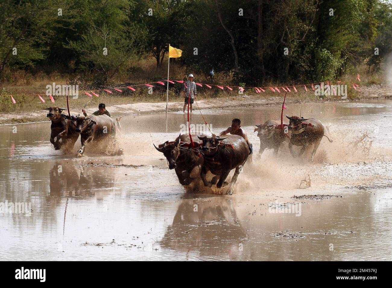 Water buffalo racing festival,has always played an important role in ...
