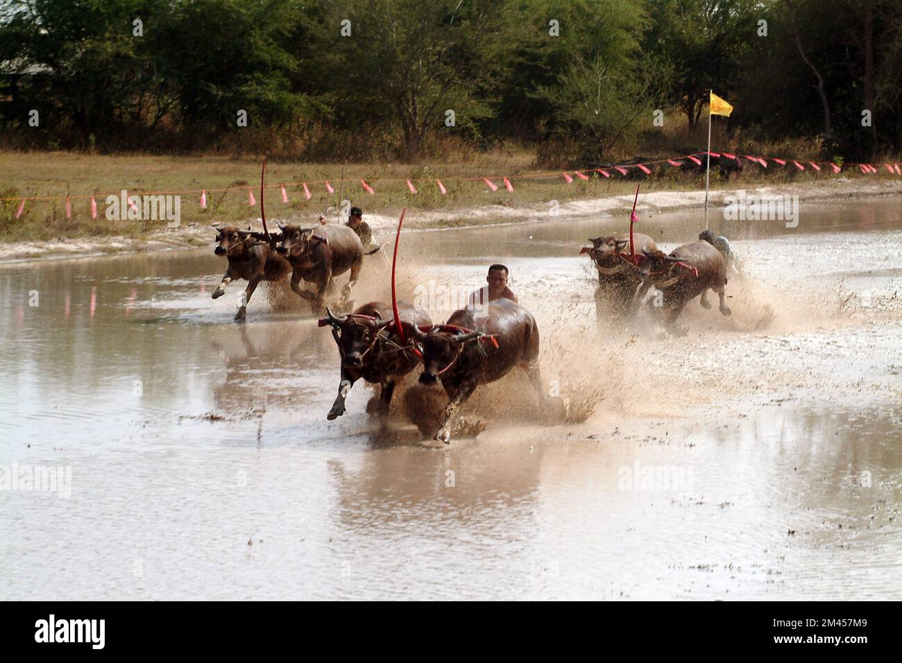 Water buffalo racing festival,has always played an important role in ...