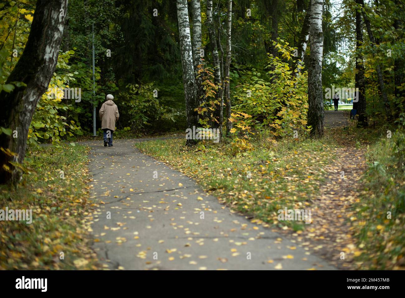 Path in park. Old woman walks through park in fall. Two paths in park ...