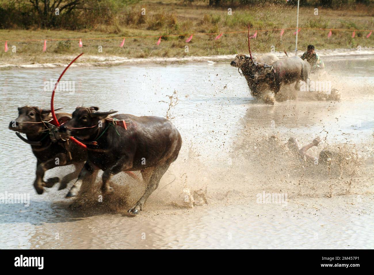 Water buffalo racing festival,has always played an important role in ...
