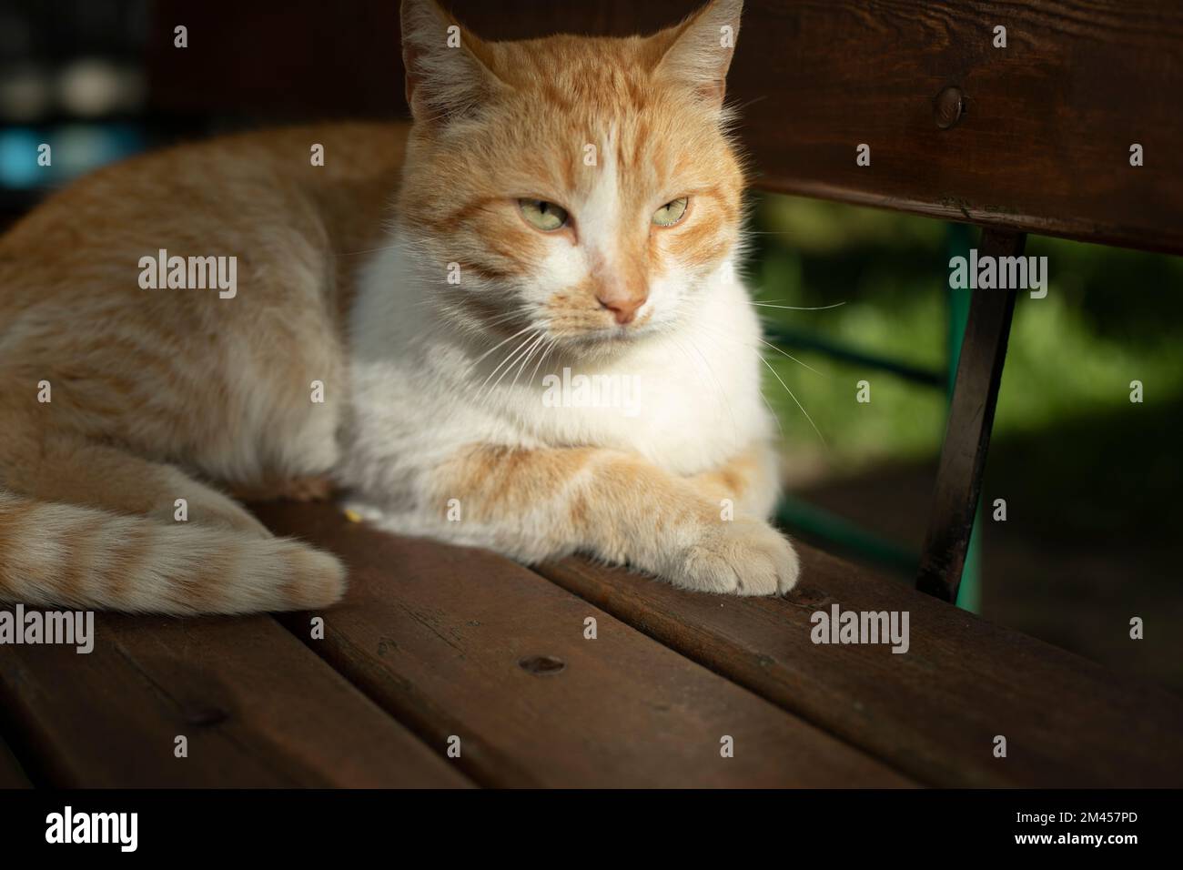 Cat on bench in summer. Pet in yard of house. Red cat in light of sun ...