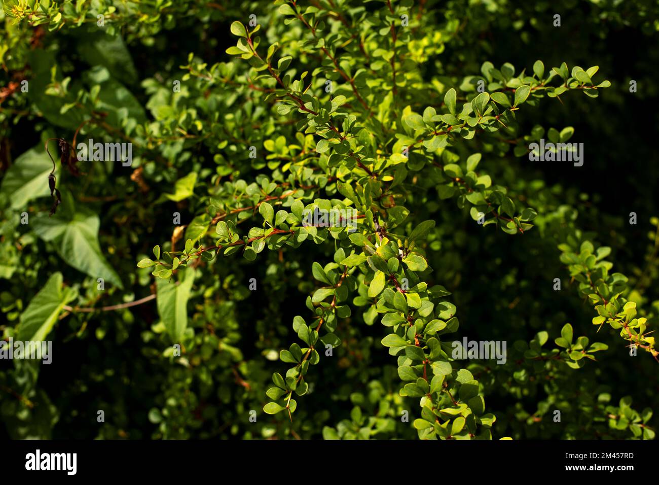 Green bush. Thin branches with small leaves. Details of nature in park ...