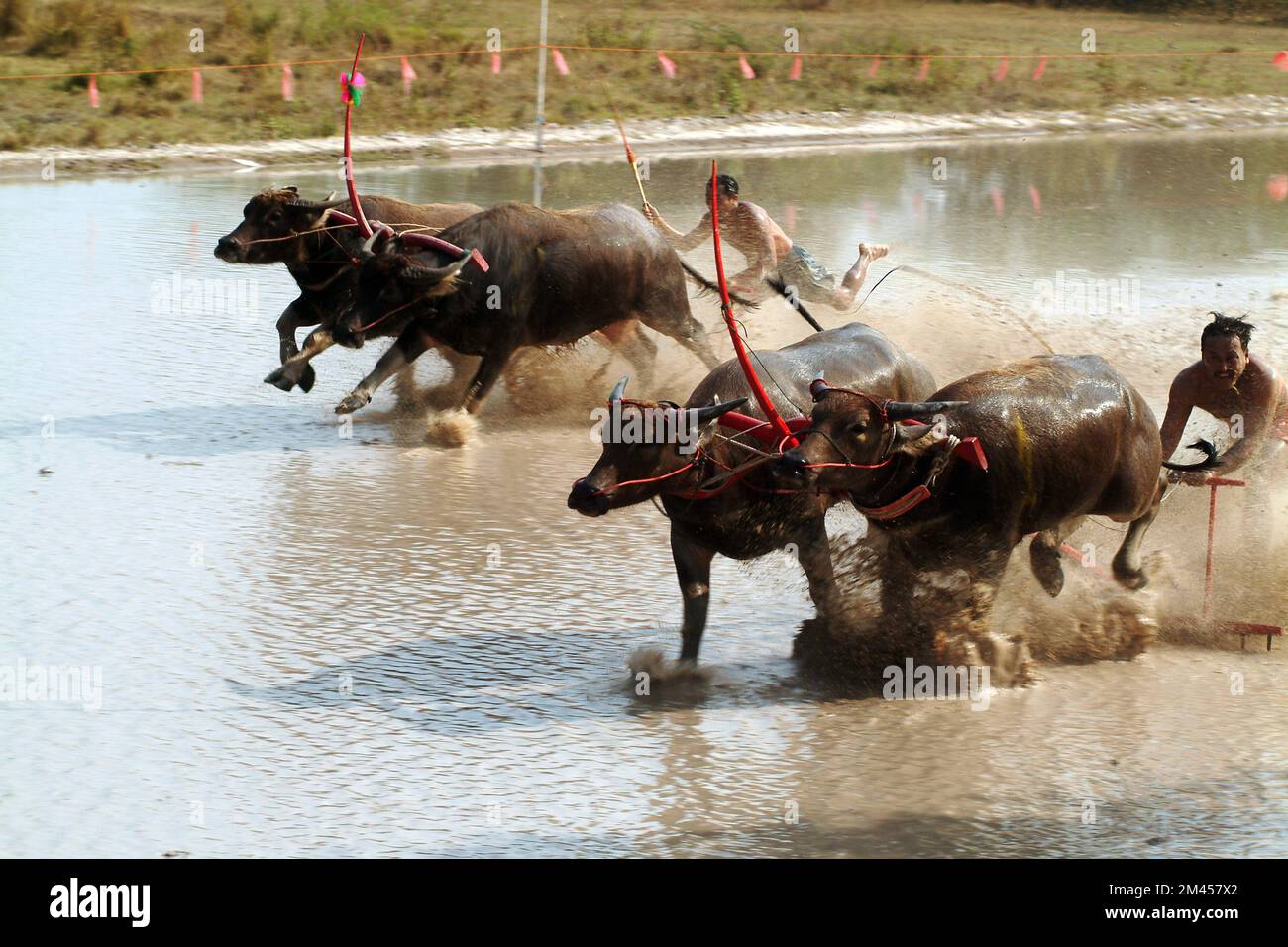Water buffalo racing festival,has always played an important role in ...