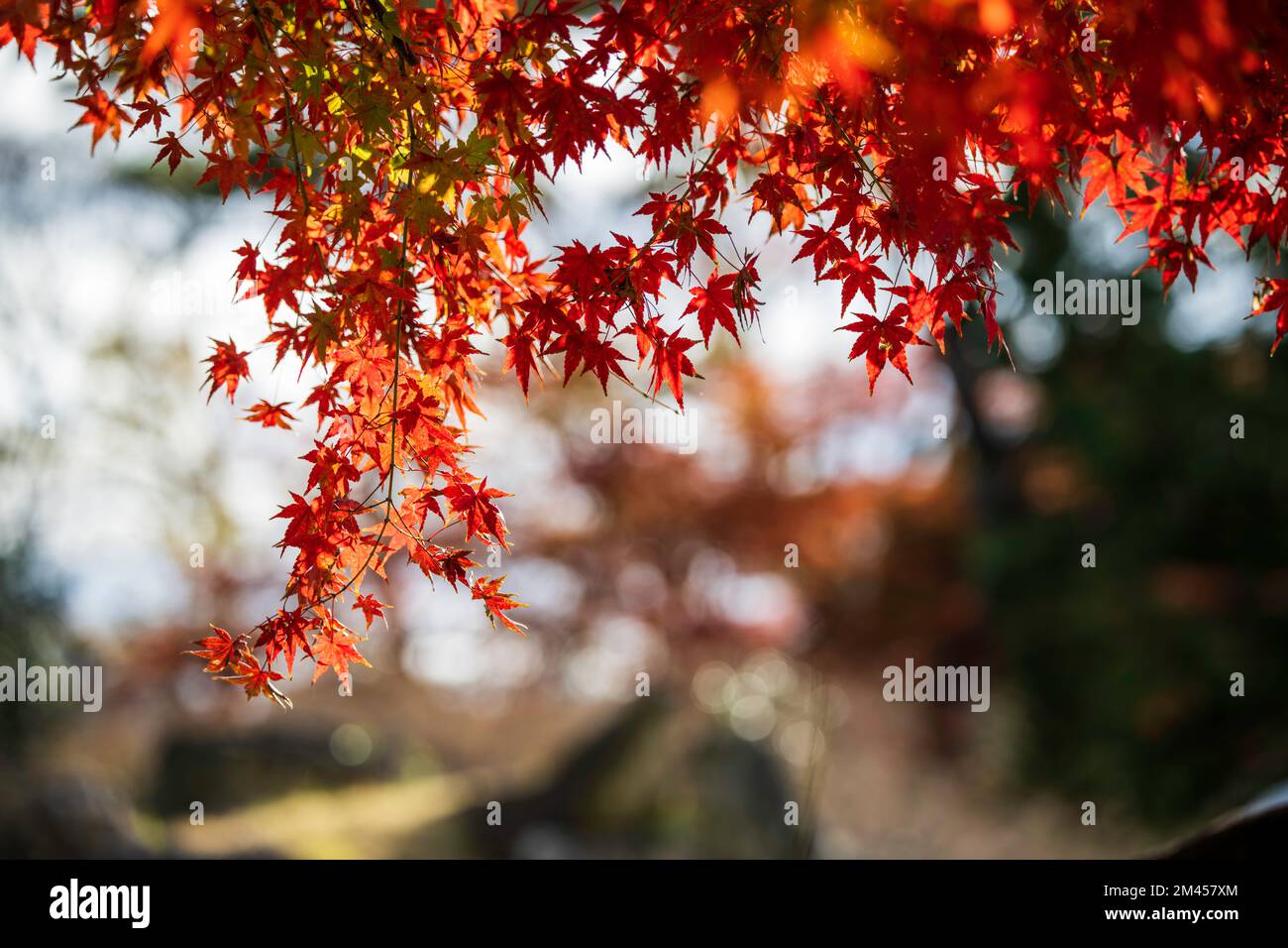 Nagoya Castle, Nagoya, Japan Stock Photo - Alamy