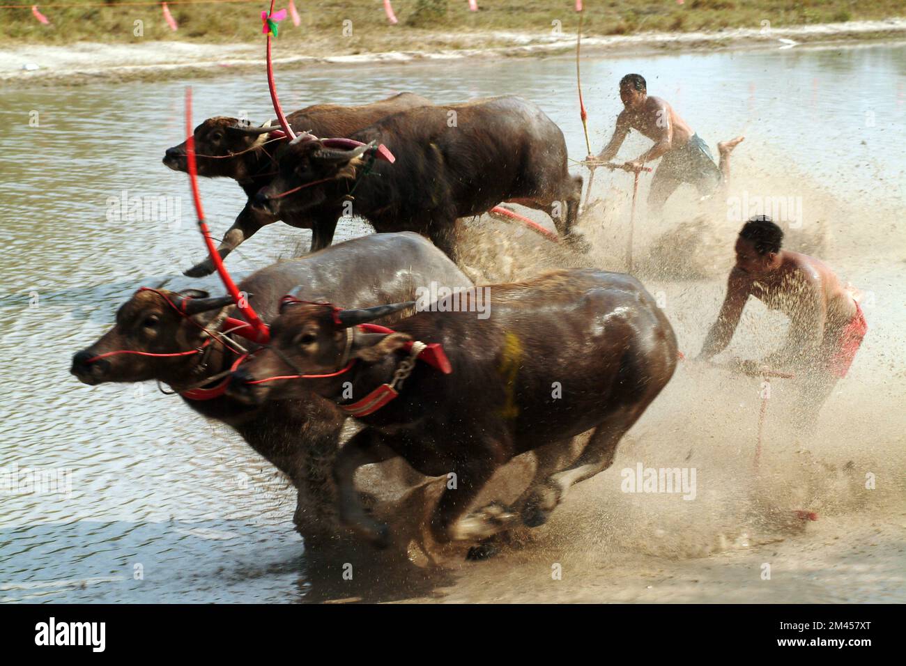 Water buffalo racing festival,has always played an important role in ...