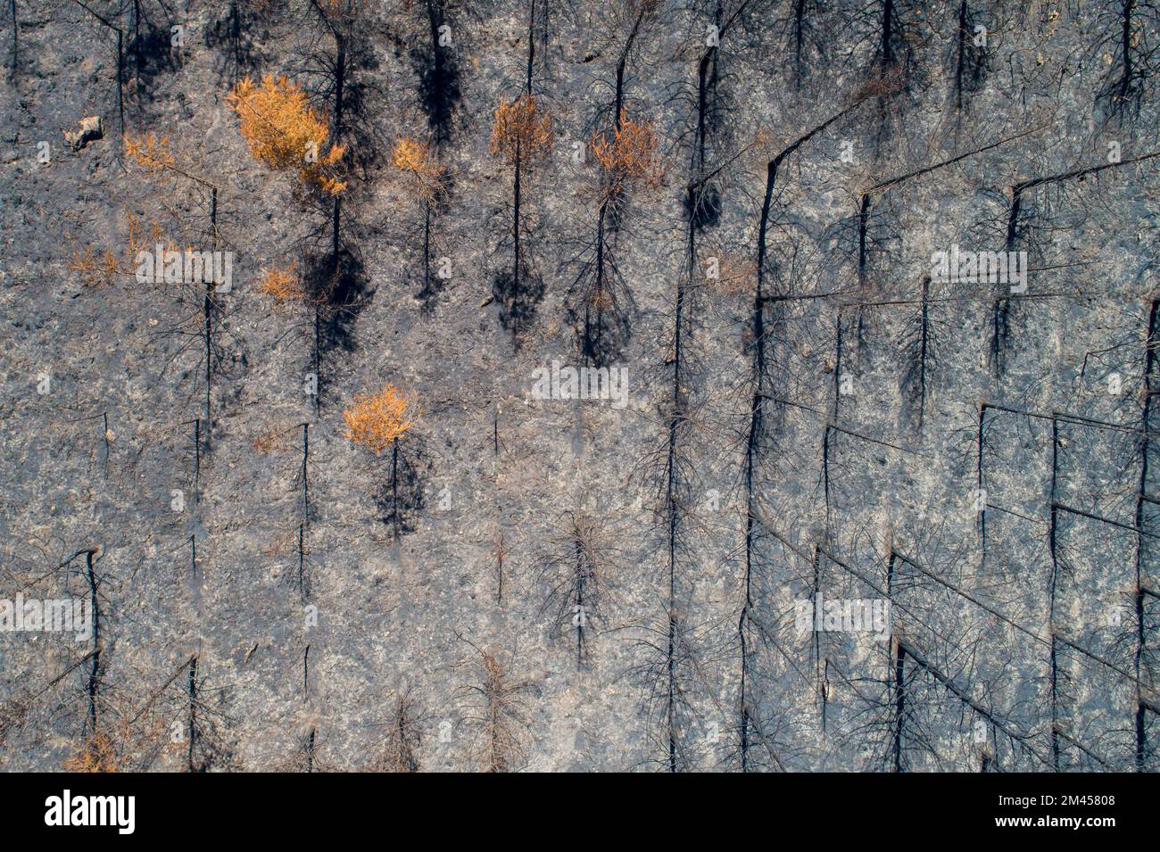 An aerial top view of a burnt forest after a wildfire with burned fir ...