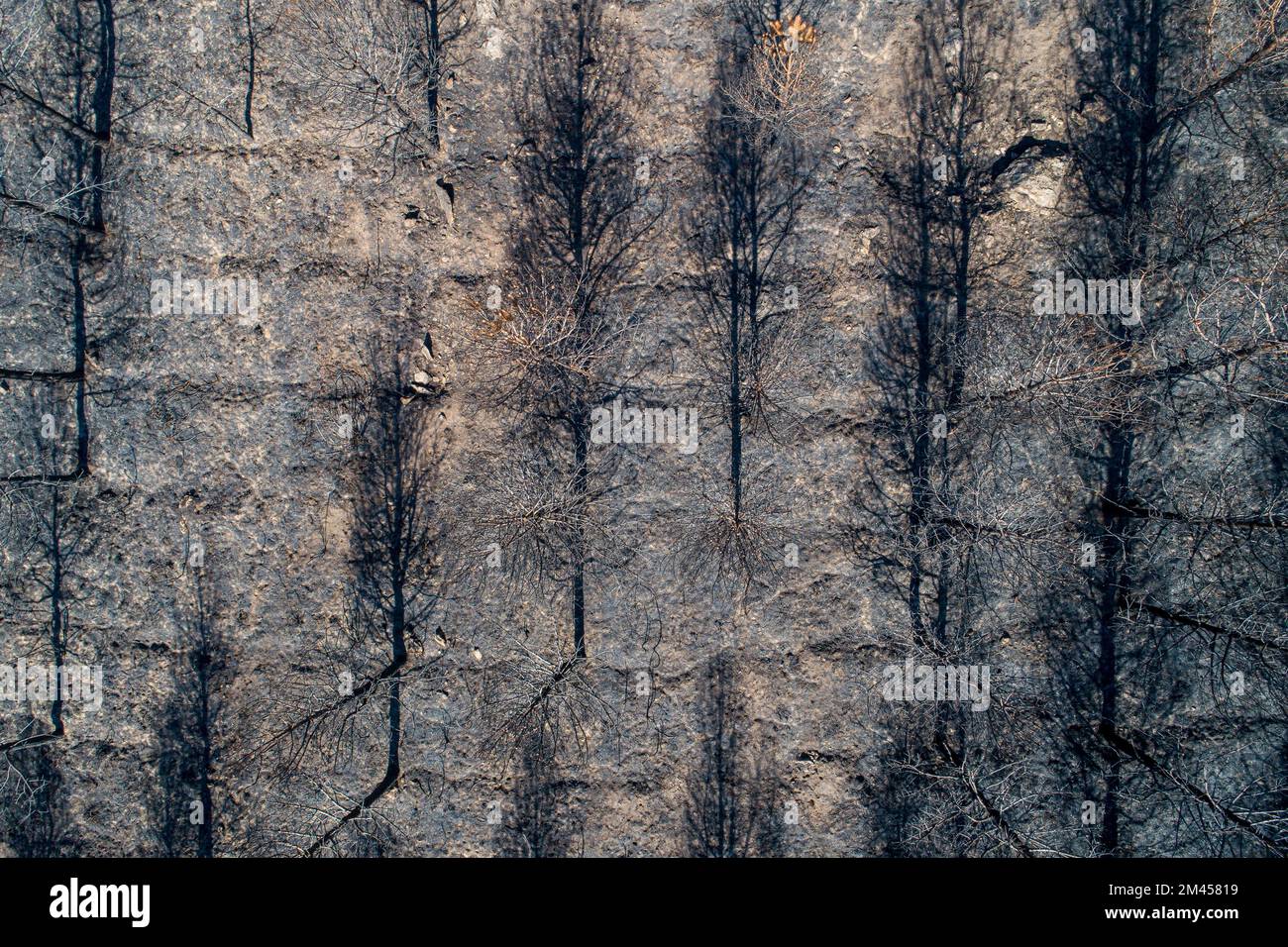An aerial top view of a burnt forest after a wildfire with burned fir ...