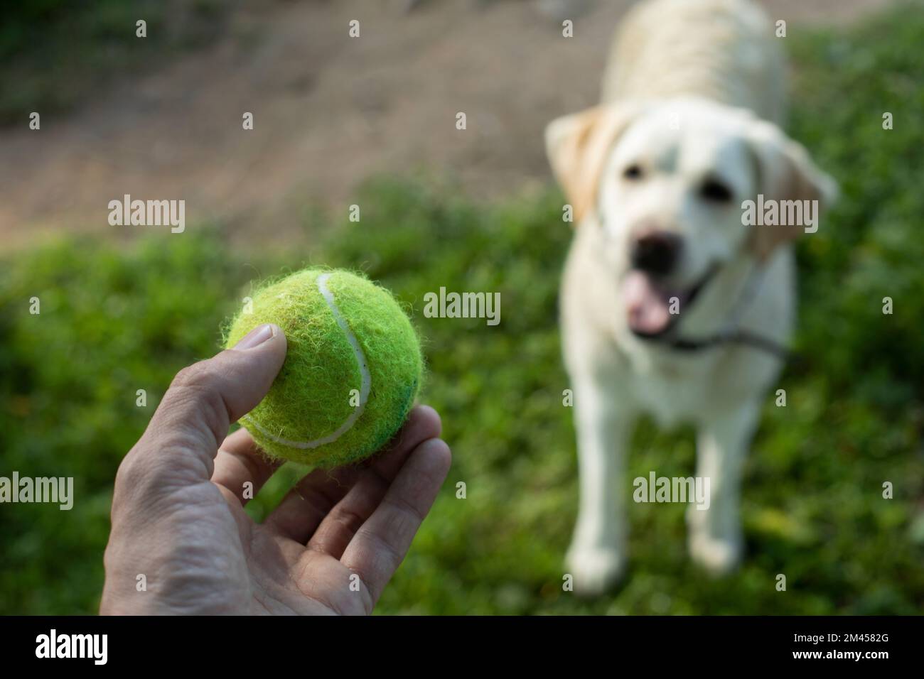 Tennis ball and dog. Ball to throw to dog. Green ball in his hand ...
