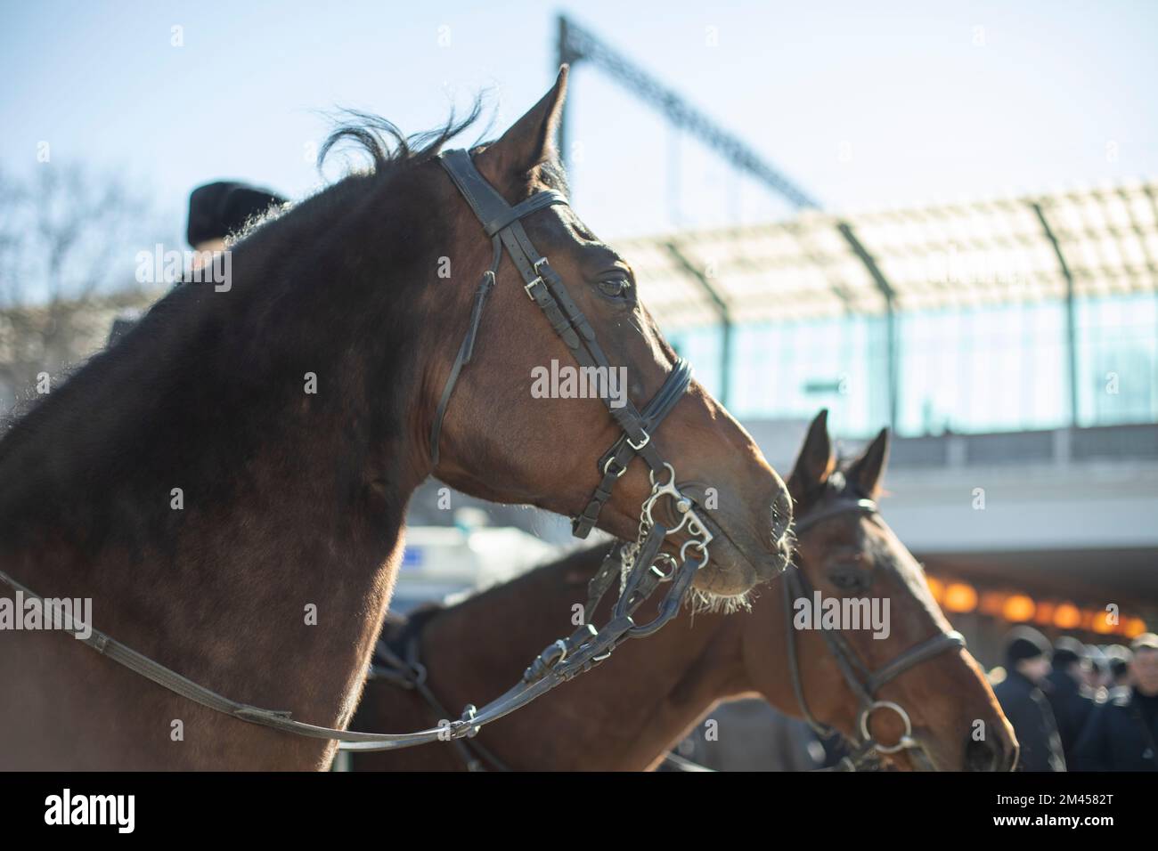 Horses in city. Two animals. Parade security. Details of participation ...