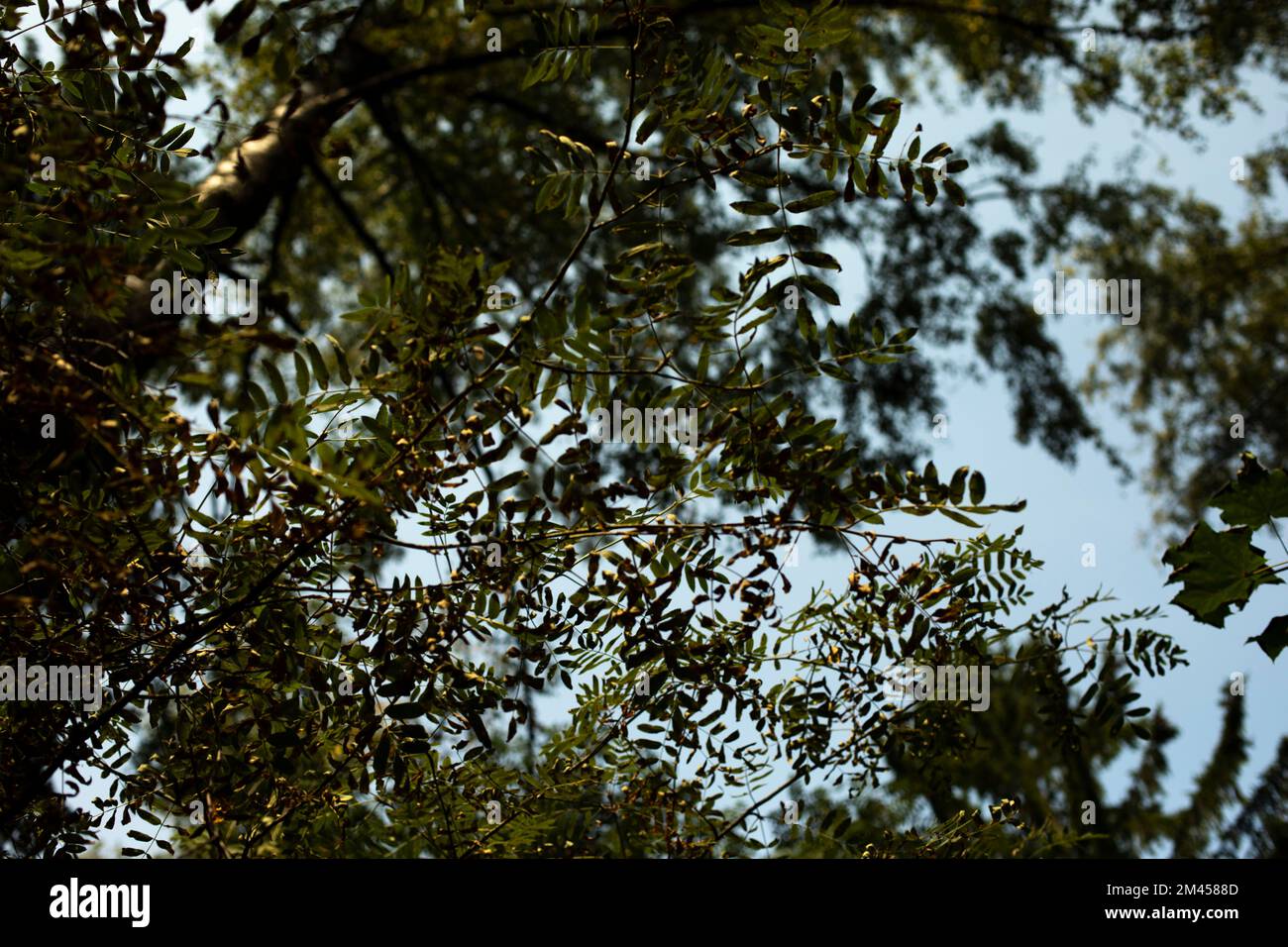 Leaves of mountain ash. Plant texture. Branches of tree. Rowan in ...