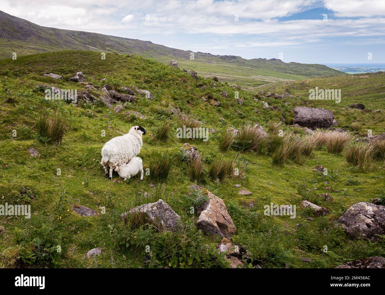 Lamb feeding from mother sheep in rugged landscape near Mahon Falls in ...