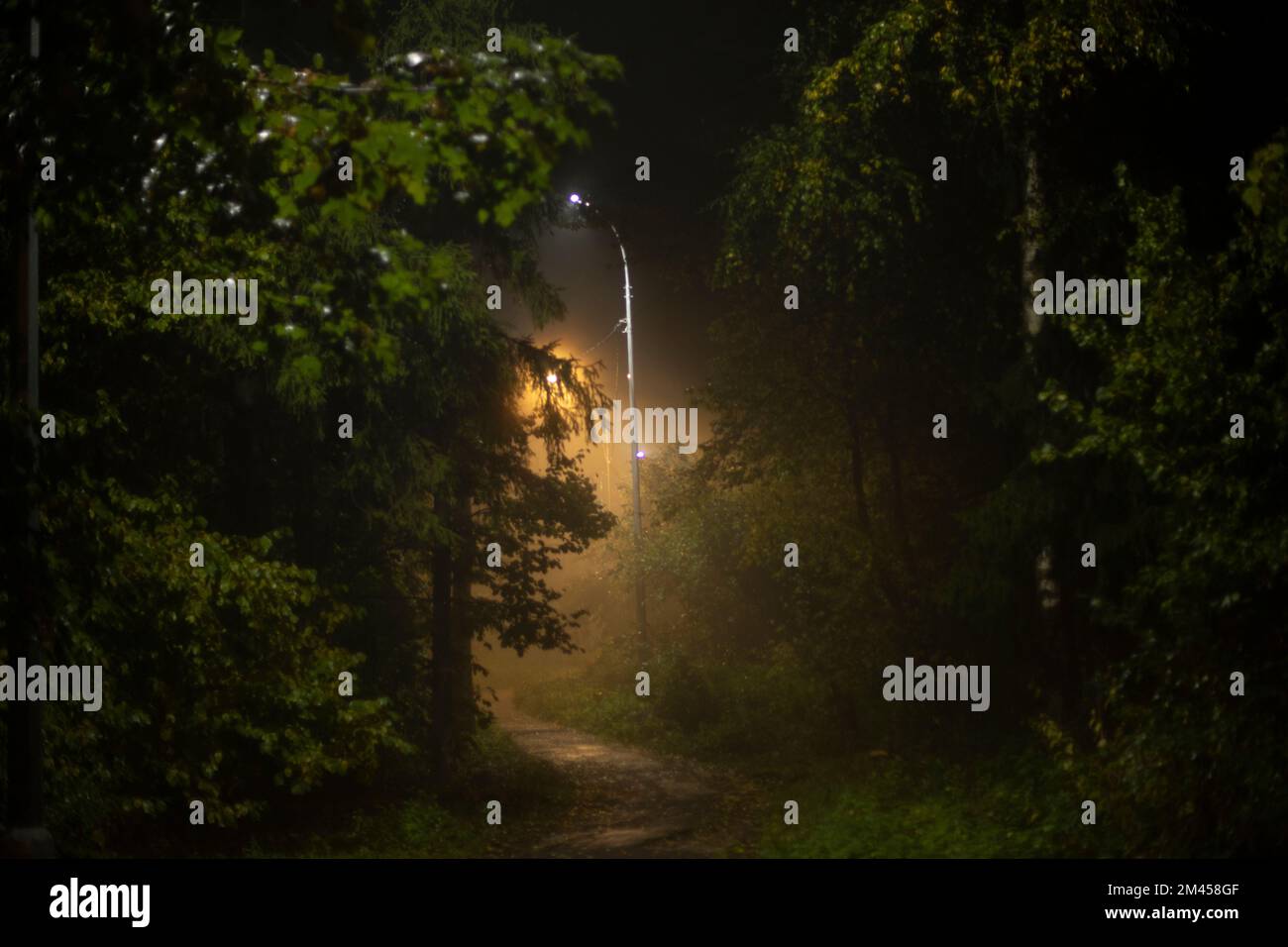 Fog at night in park. Fog in city. Lights and humid air. Park in ...