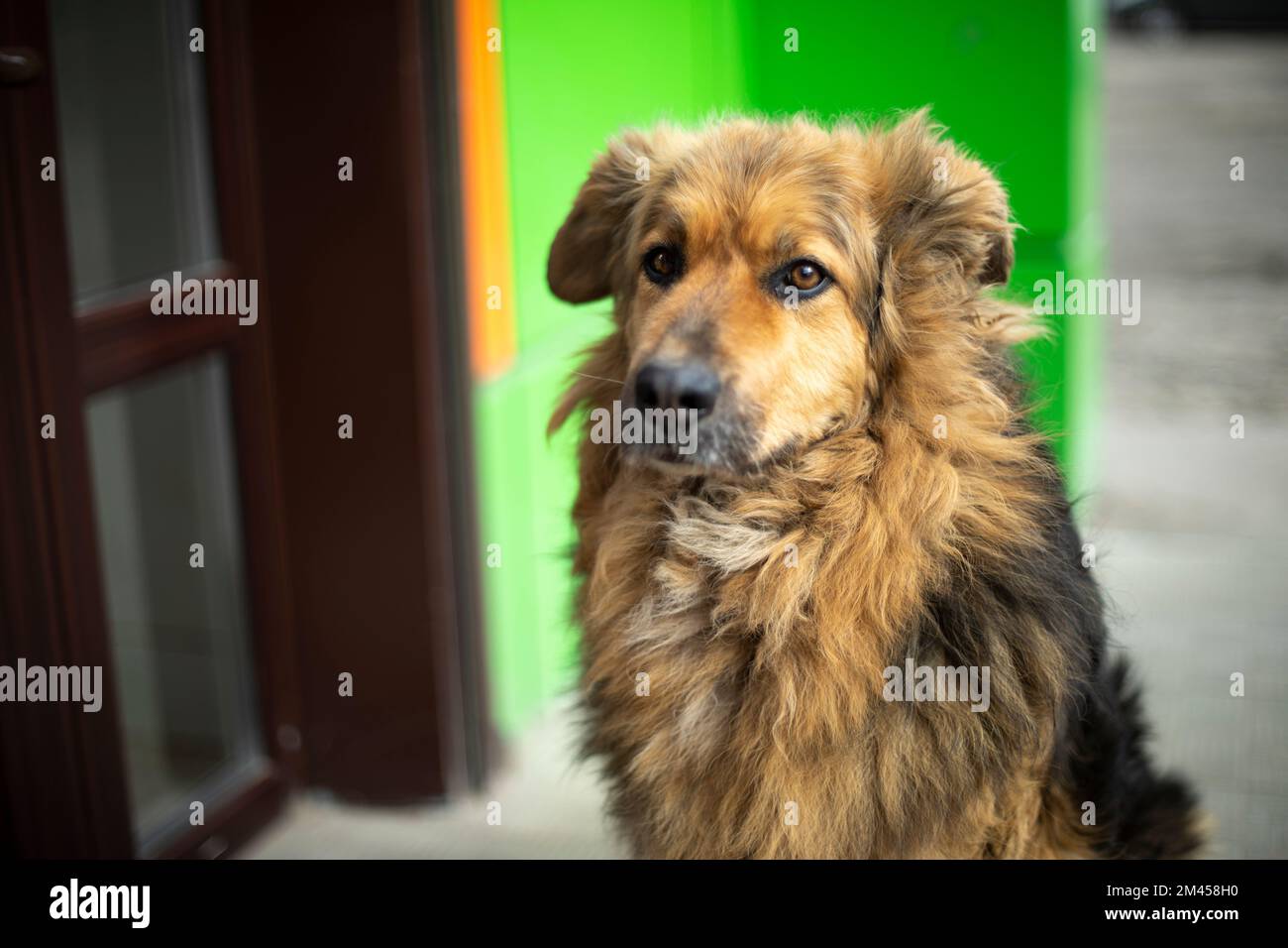 Stray dog with brown hair. Old dog on street. Pet without owner Stock ...