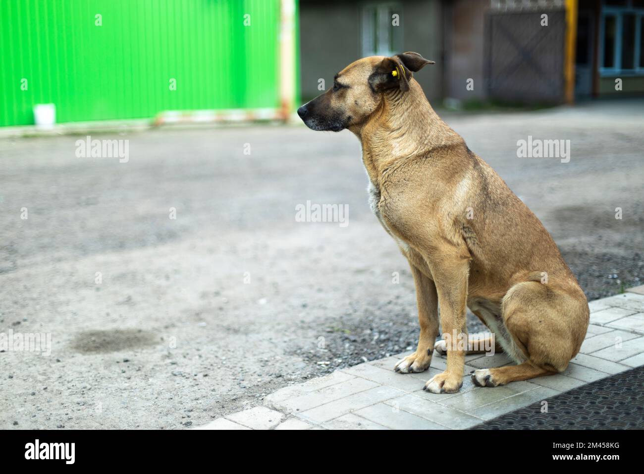 No feeding stray animals hi-res stock photography and images - Alamy