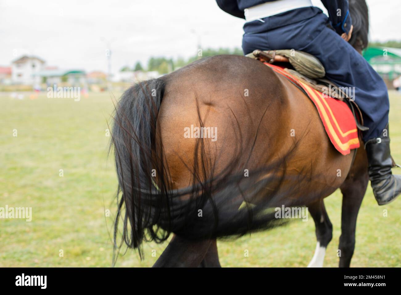 Rider rides horse. Man from Cossack Brotherhood. Rider in field Stock ...