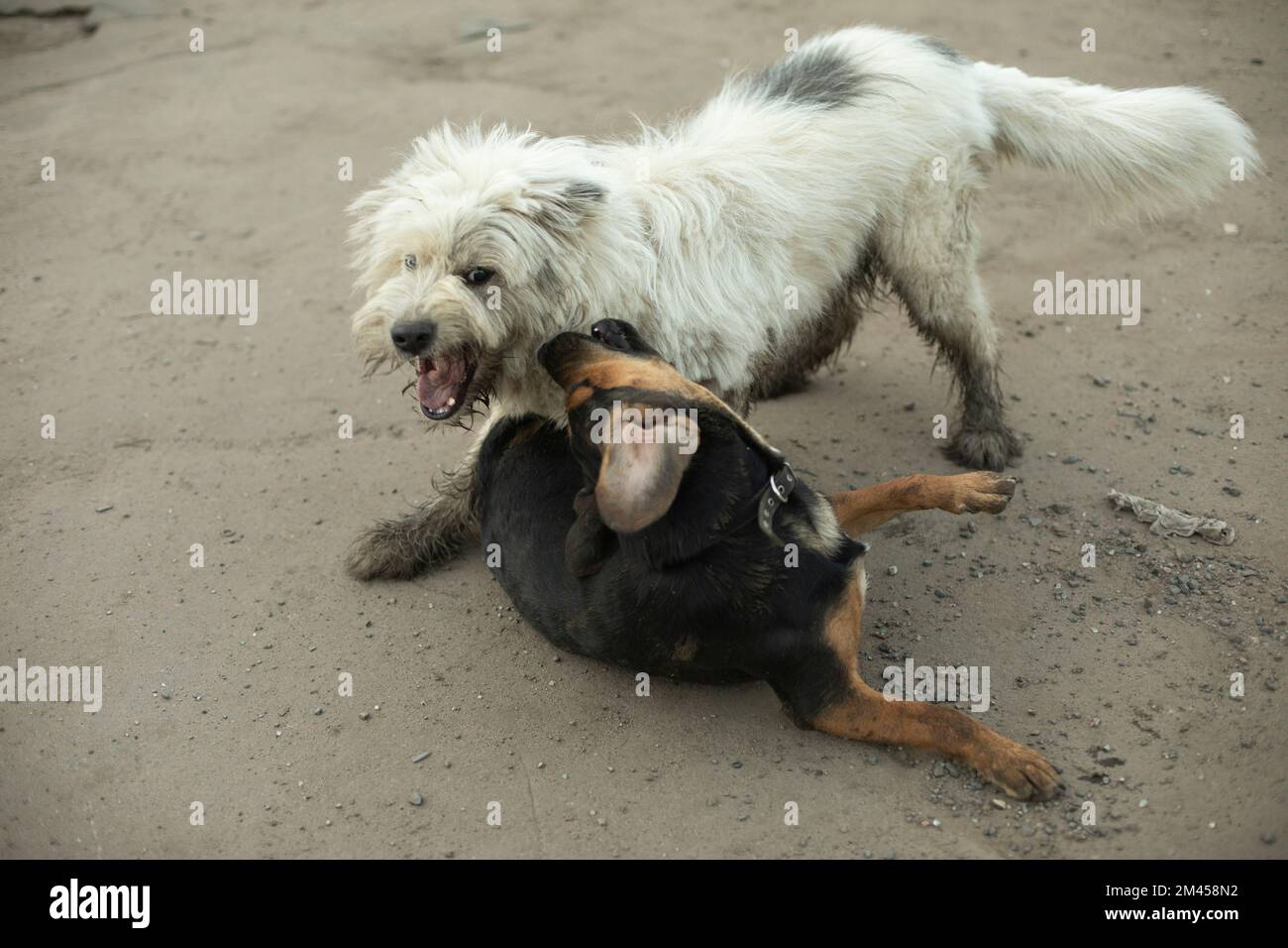 Aggressive dachshund dog hi-res stock photography and images - Alamy