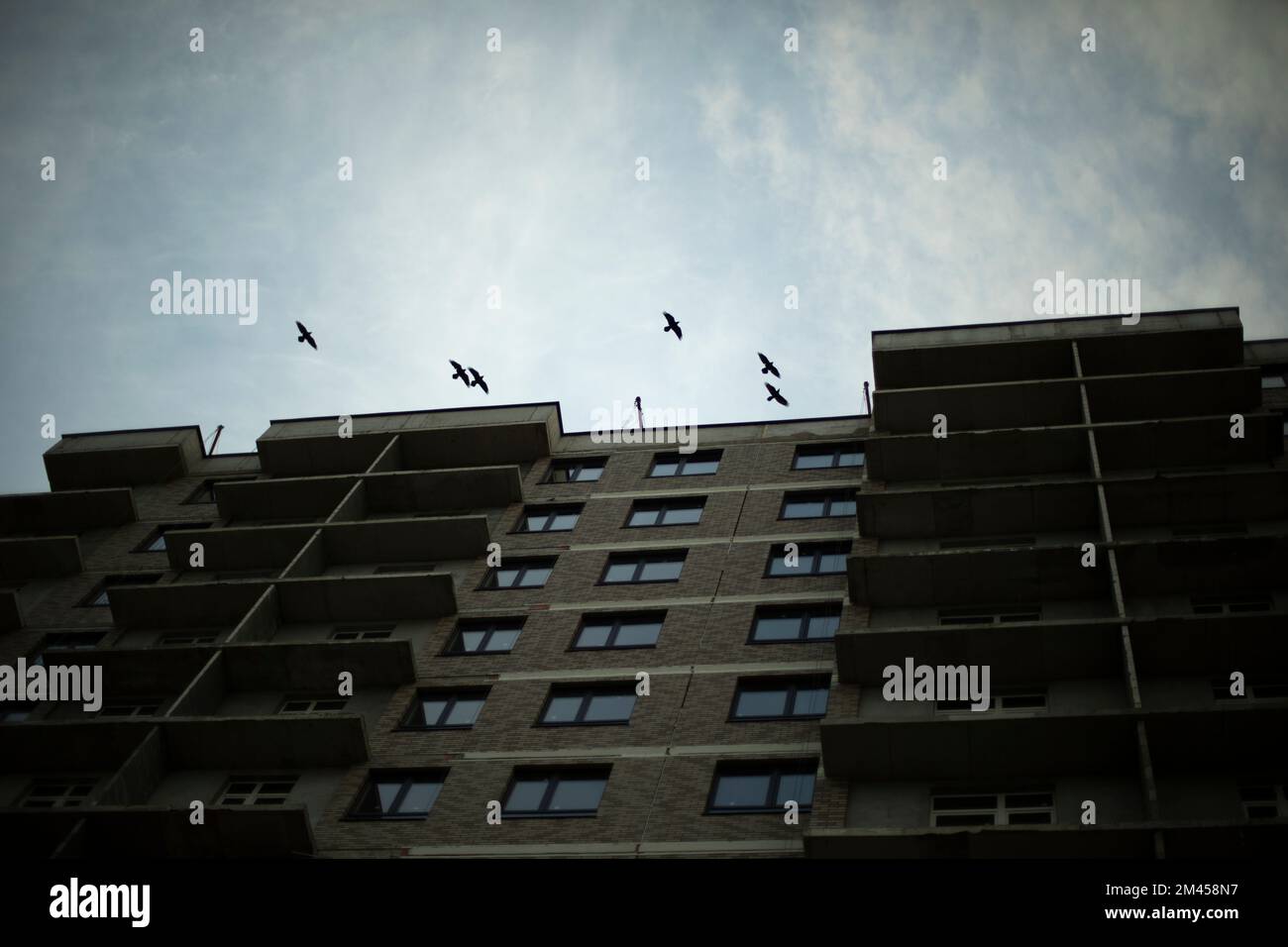 Crows fly over house. Black birds in sky. Many large size birds. Flock ...