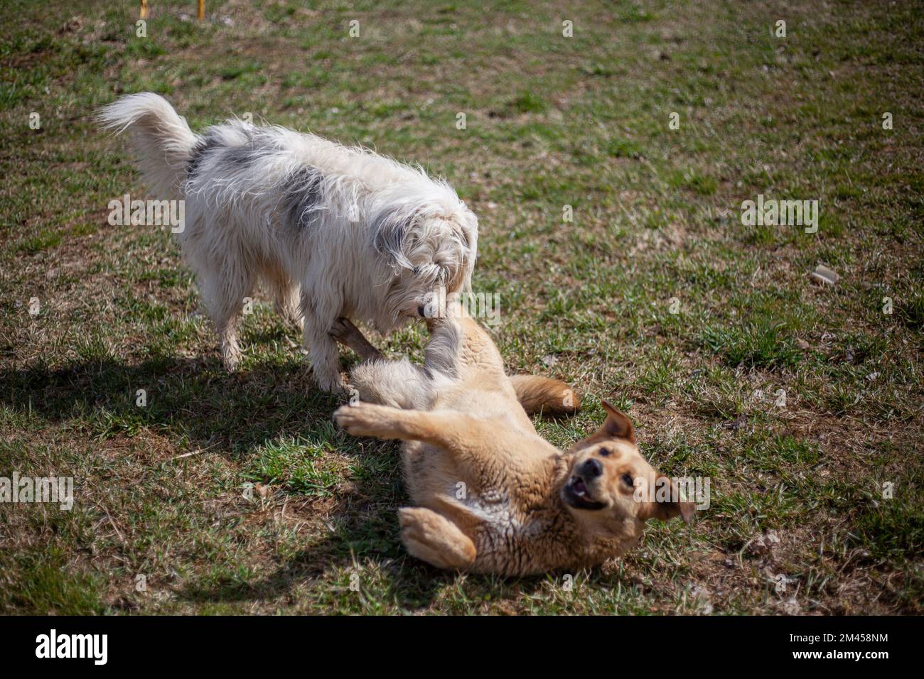 Dogs play. Pets on street. Big dogs fight. Walking pets in summer ...