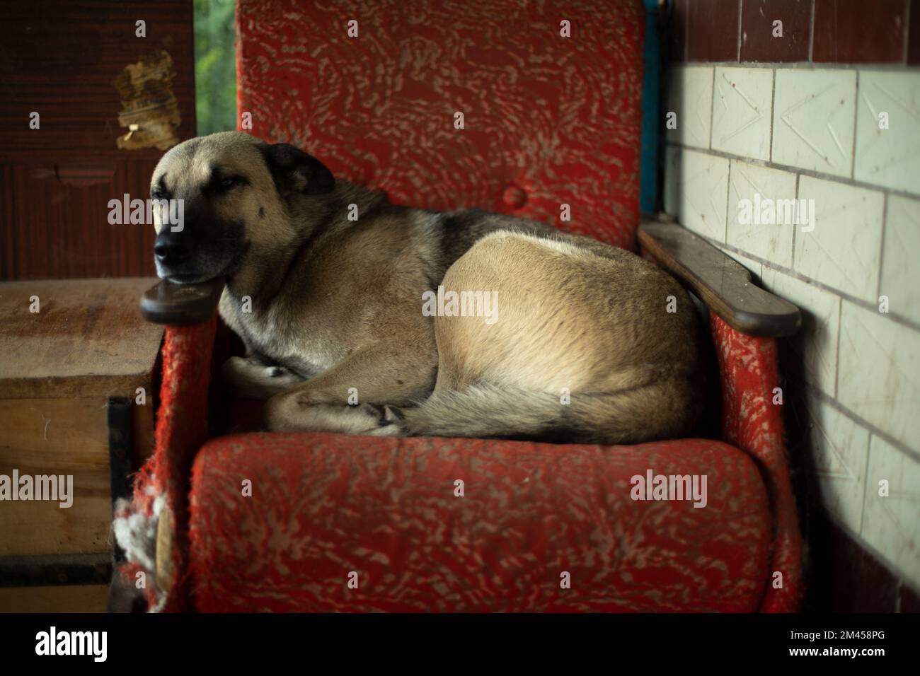 Dog sleeps in chair. Stray dog in shelter. Pet rests. Old red chair ...