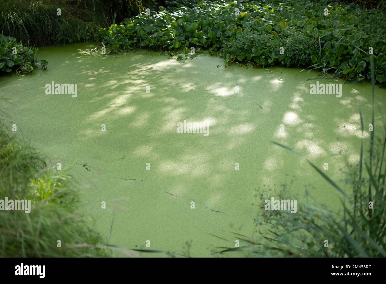 Real green summer swamp hi-res stock photography and images - Alamy