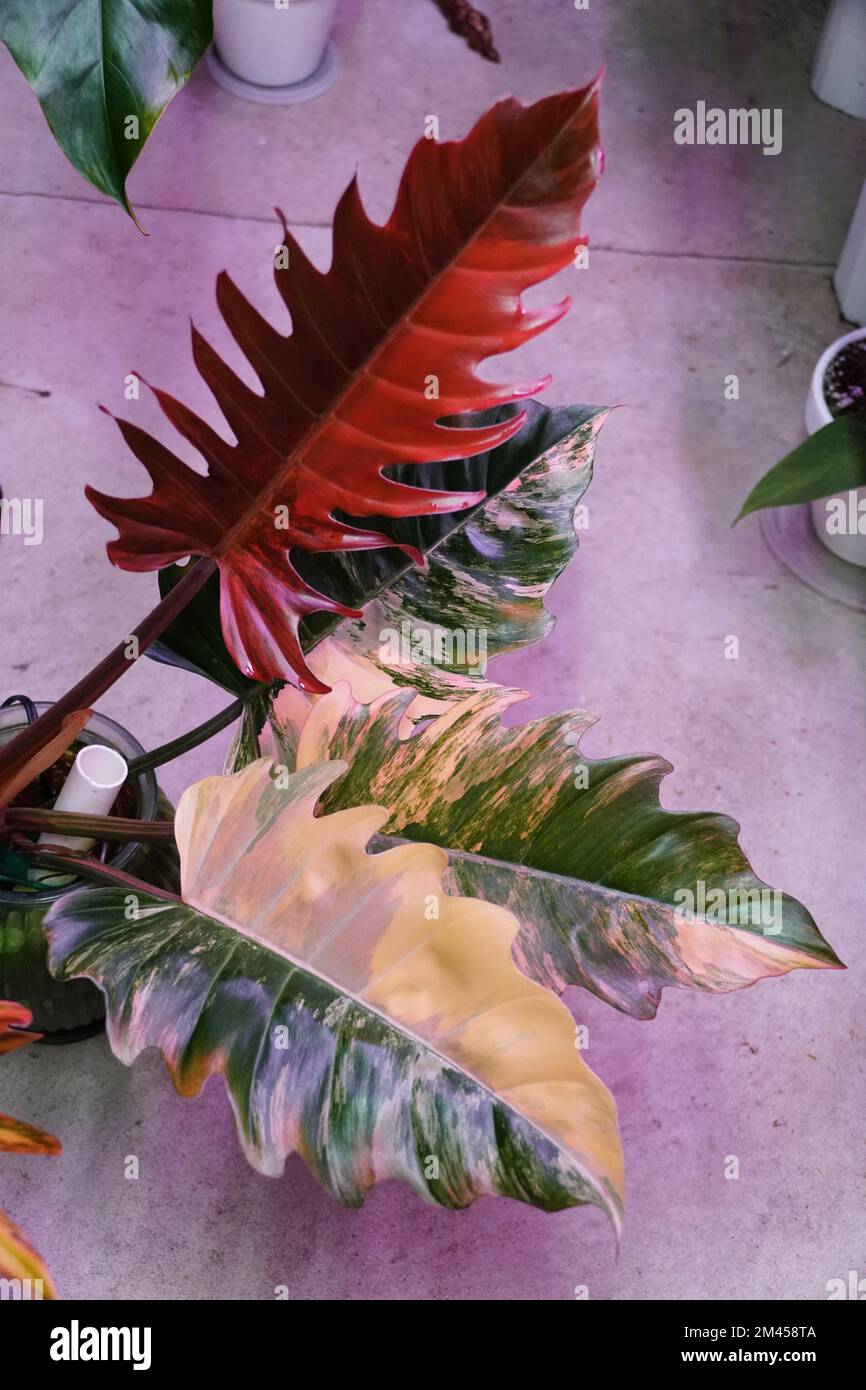 Stunning color and variegated leaves of Philodendron Caramel Marble, a ...