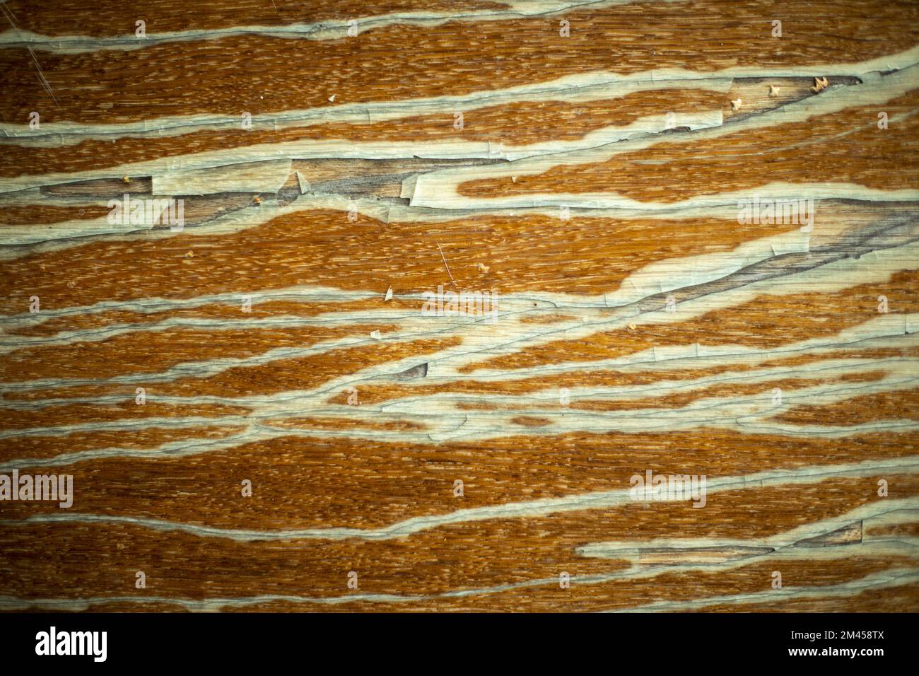 Wood dry background. Texture of wood. Crack surface. Trunk without bark ...