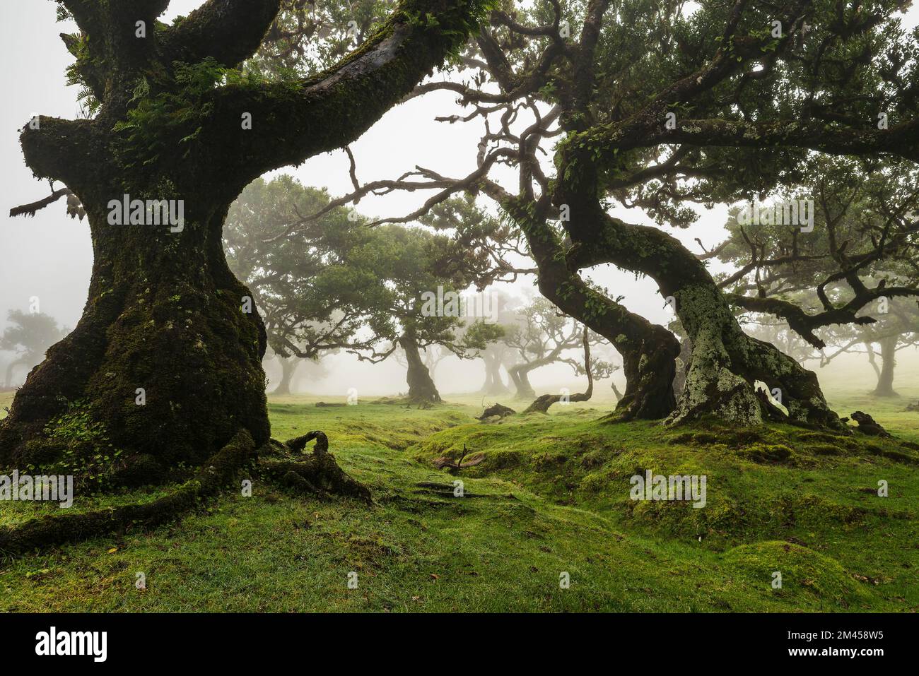Magical landscape at the laurel forest of Fanal, Madeira, with ...