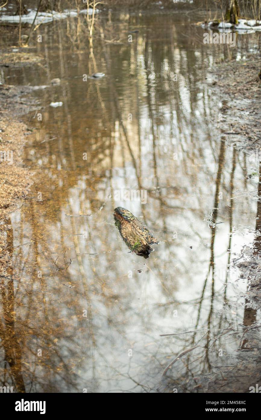 Water in puddle. Water in forest. Small pond. Details of nature Stock ...