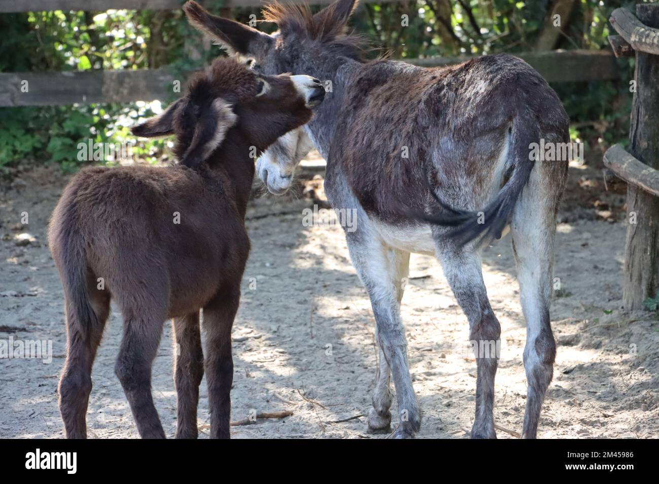 A Mule (Equus mulus) next to its foal at a farm on a sunny day, back ... A Mule (Equus mulus) next to its foal at a farm on a sunny day, back ...