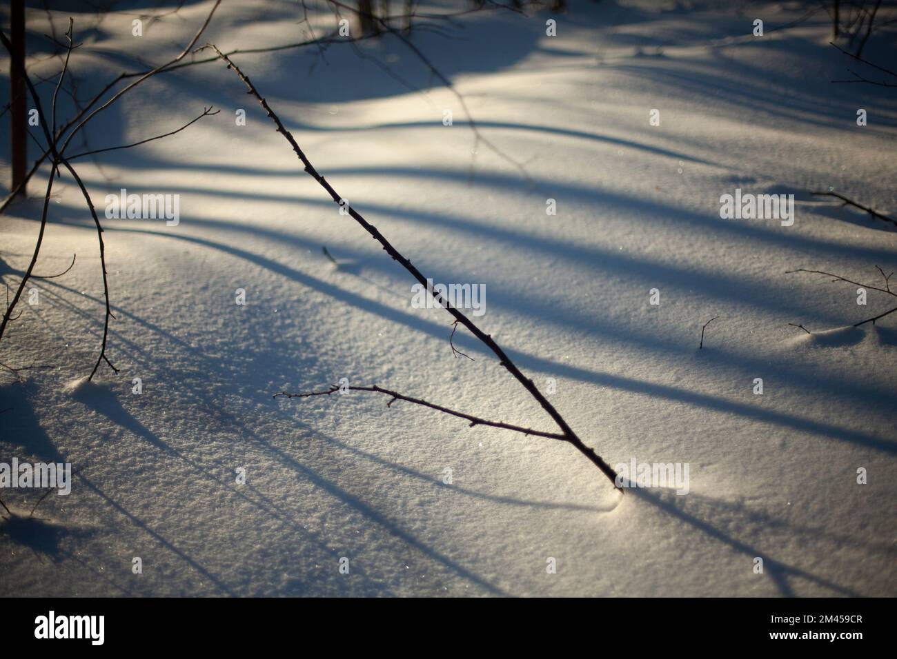 Light in snow. Details of winter nature. Cool shades. Snow cover Stock ...