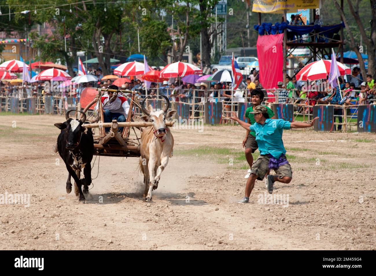 The Ox Cart Festival celebrates an agricultural custom and is an ...