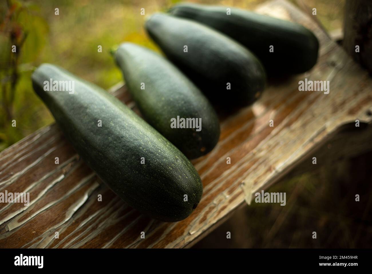 Green zucchini. Autumn harvest. Zucchini from garden. Details of rural ...
