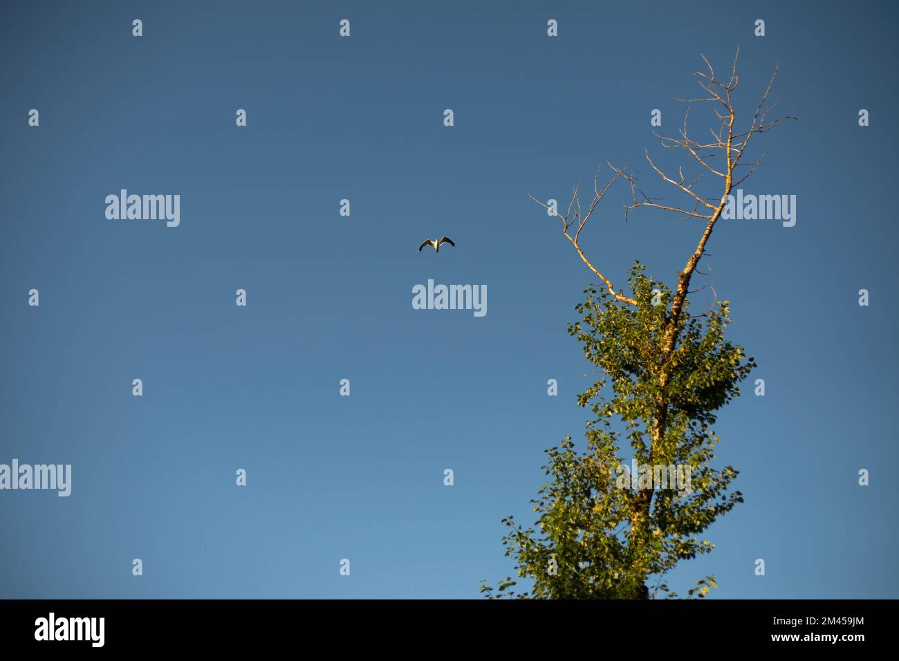 Bird in sky and tree. Flight of bird. Seagull flies. Tree with leaves ...