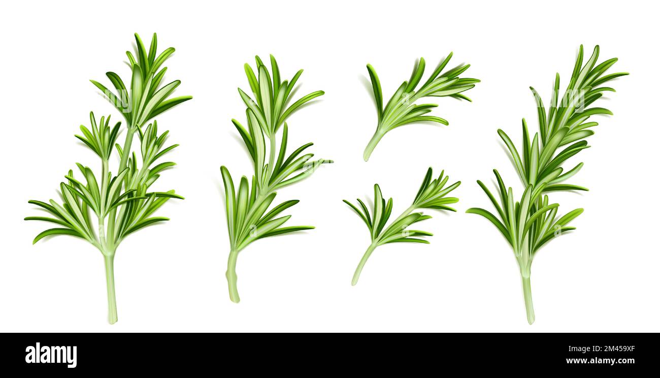 Realistic set of rosemary branches isolated on white background. Vector ...