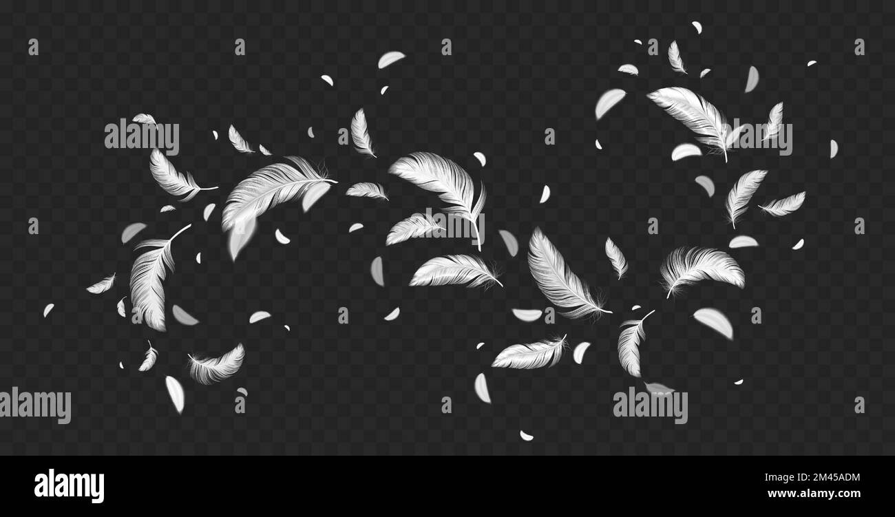 Flying white feathers png isolated on transparent background. Realistic ...