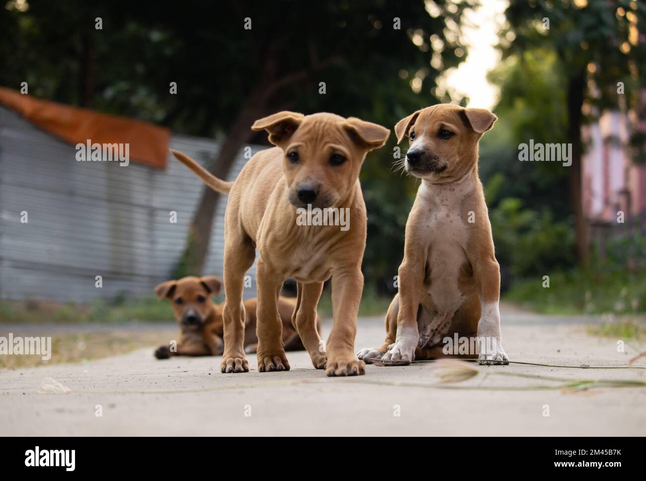 Number of Indian street dog puppies sitting together on road Stock ...