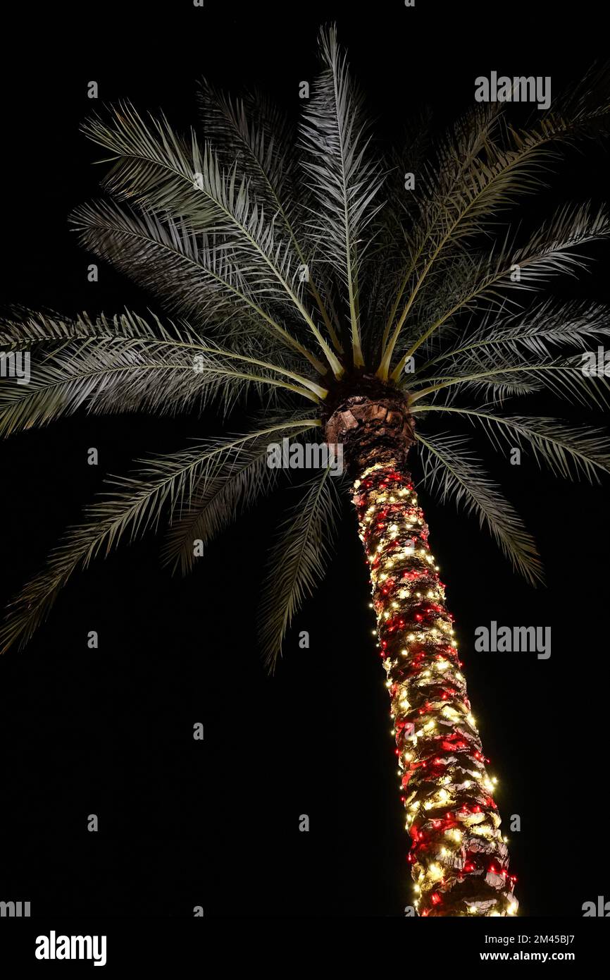 Christmas palm tree hi-res stock photography and images - Alamy