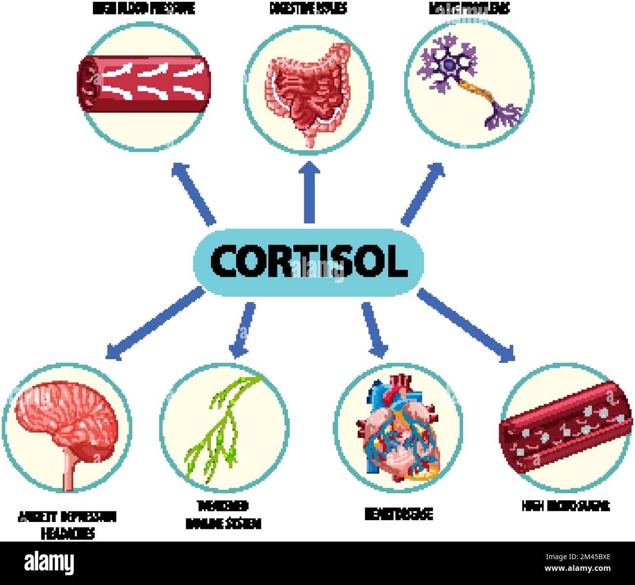Cortisol Hormone With Common Symptoms Diagram Illustration Stock Vector