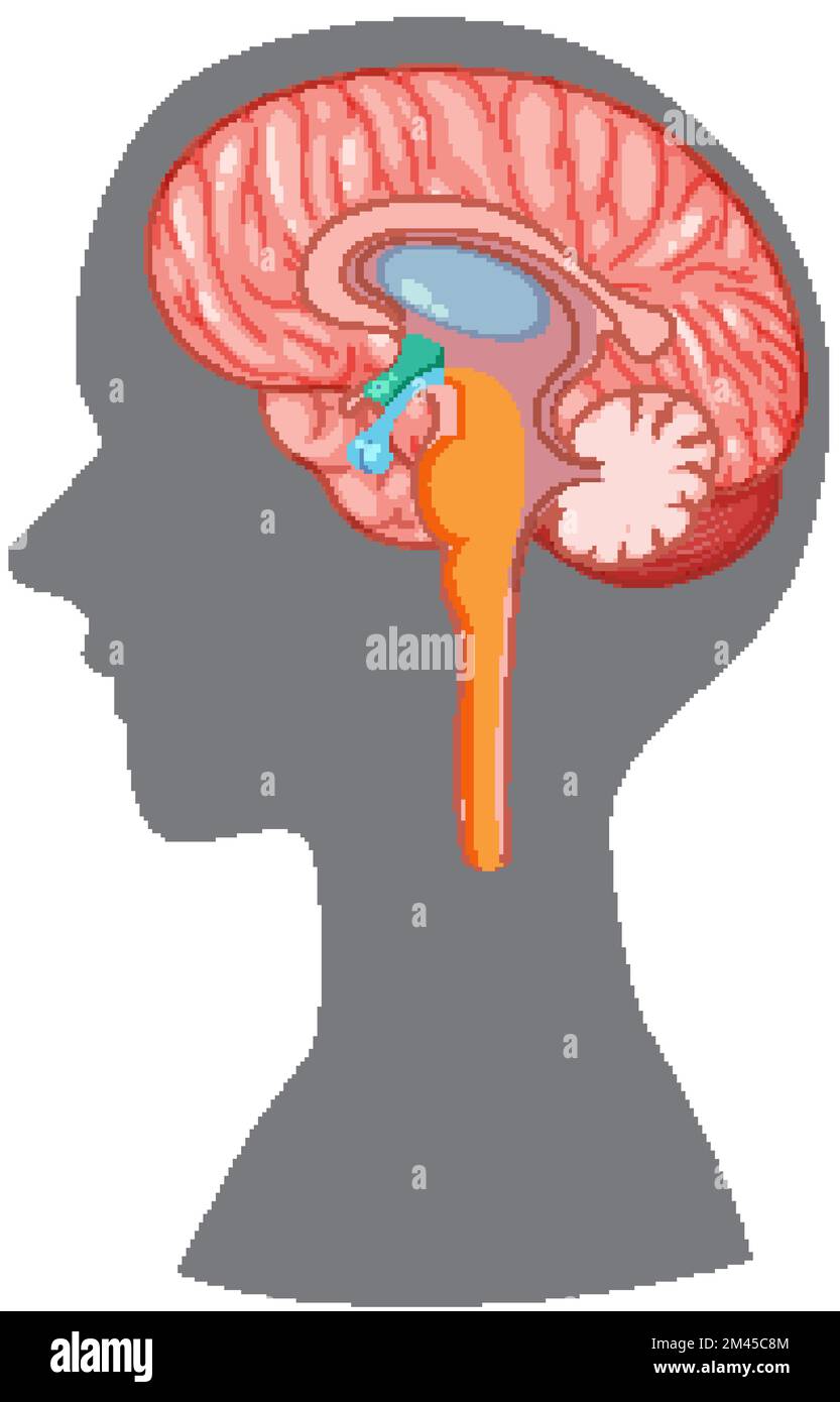 Brain hypothalamus in human silhouette vector illustration Stock Vector ...