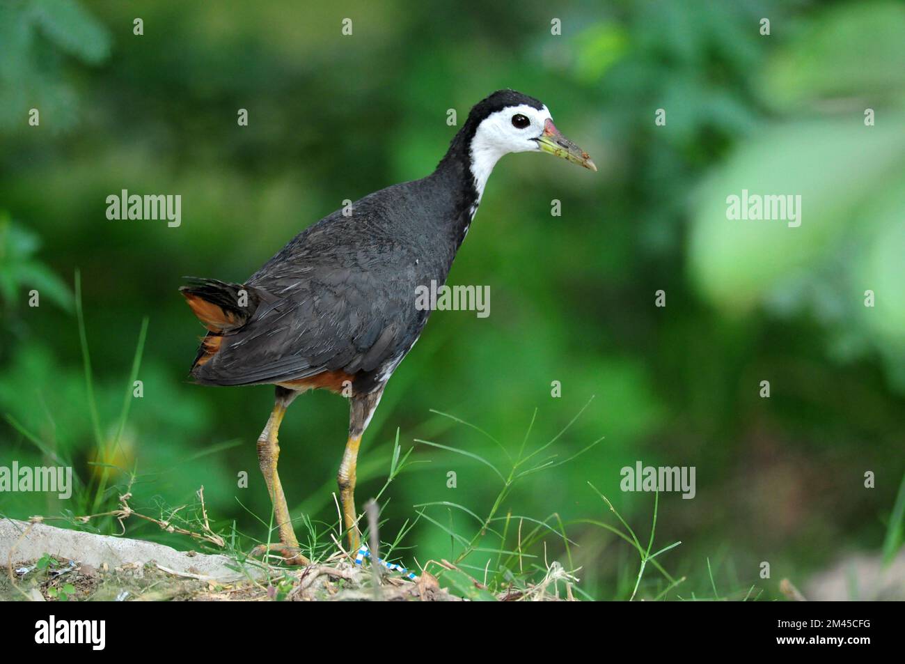 White Breasted Water Hen Stock Photo - Alamy