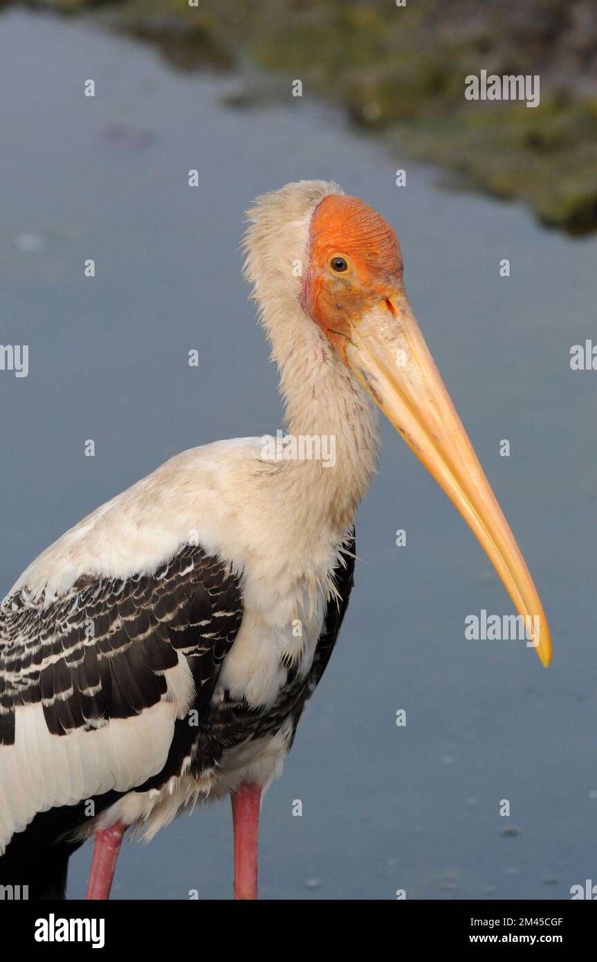 Large wader of stork family hi-res stock photography and images - Alamy