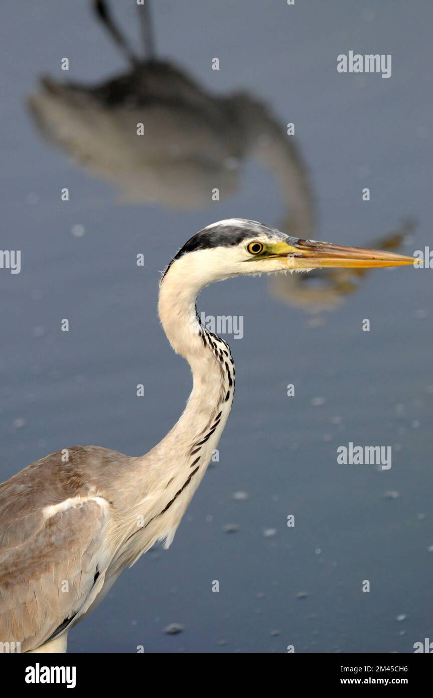 Grey Heron Close up Stock Photo - Alamy