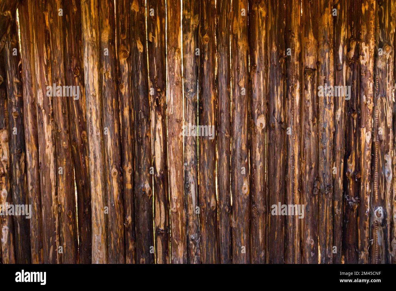 vertical texture of thin rough-hewn trees next to each other Stock ...